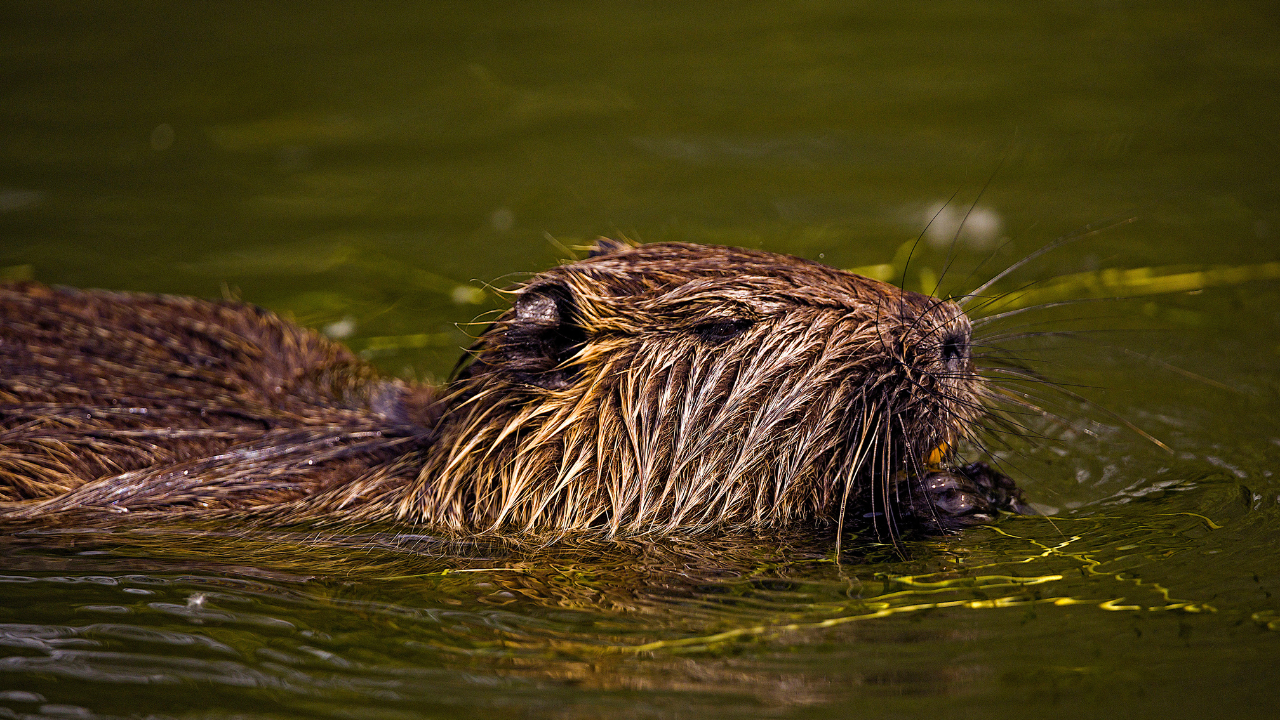 IL PROGETTO LIFE BEAVER: CONVIVENZA TRA UOMO E CASTORO | La Tua Europa ...